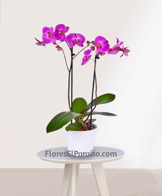 Planta Orquídea Rosa | Floristerías | Floristería Flores